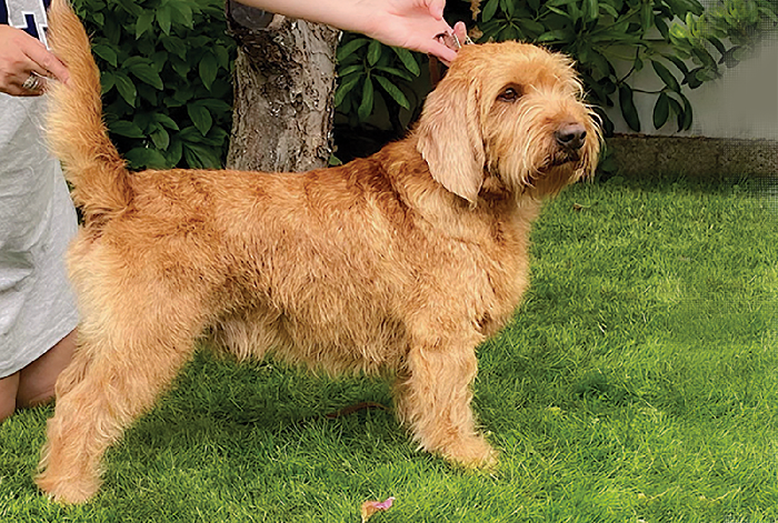 Basset Fauve De Bretagne :: NBaK - Norsk Bassetklubb
