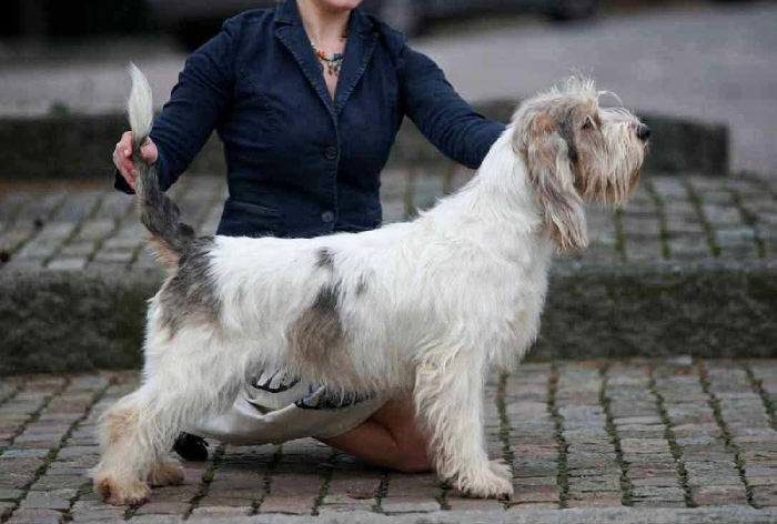 Grand Basset Griffon Vendeen :: NBaK - Norsk Bassetklubb